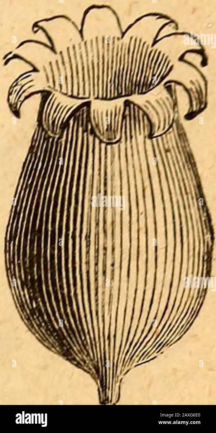 Placentae hi-res stock photography and images - Alamy