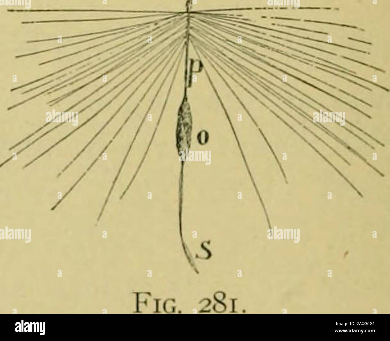 Nature and development of plants . Fig. 280. Inflorescence and fruit of ...
