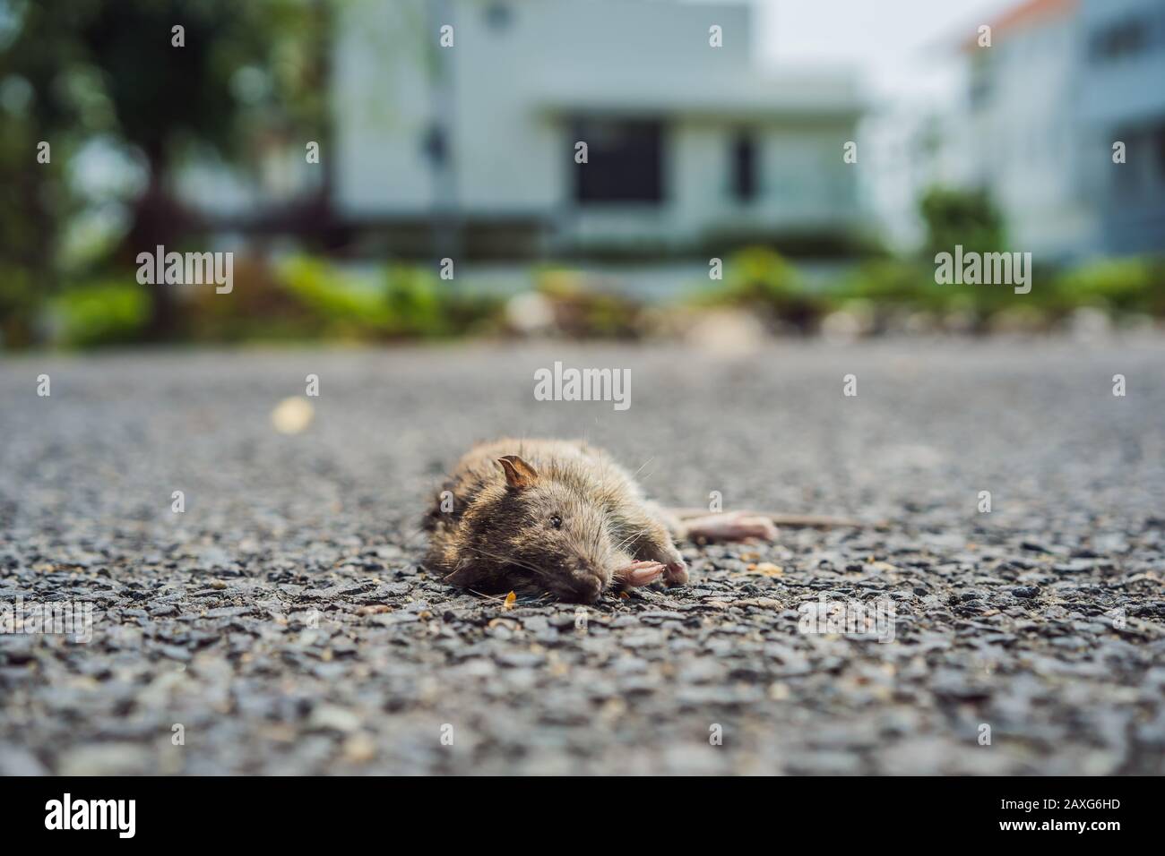 Dead rat on the pavement in the city Stock Photo - Alamy
