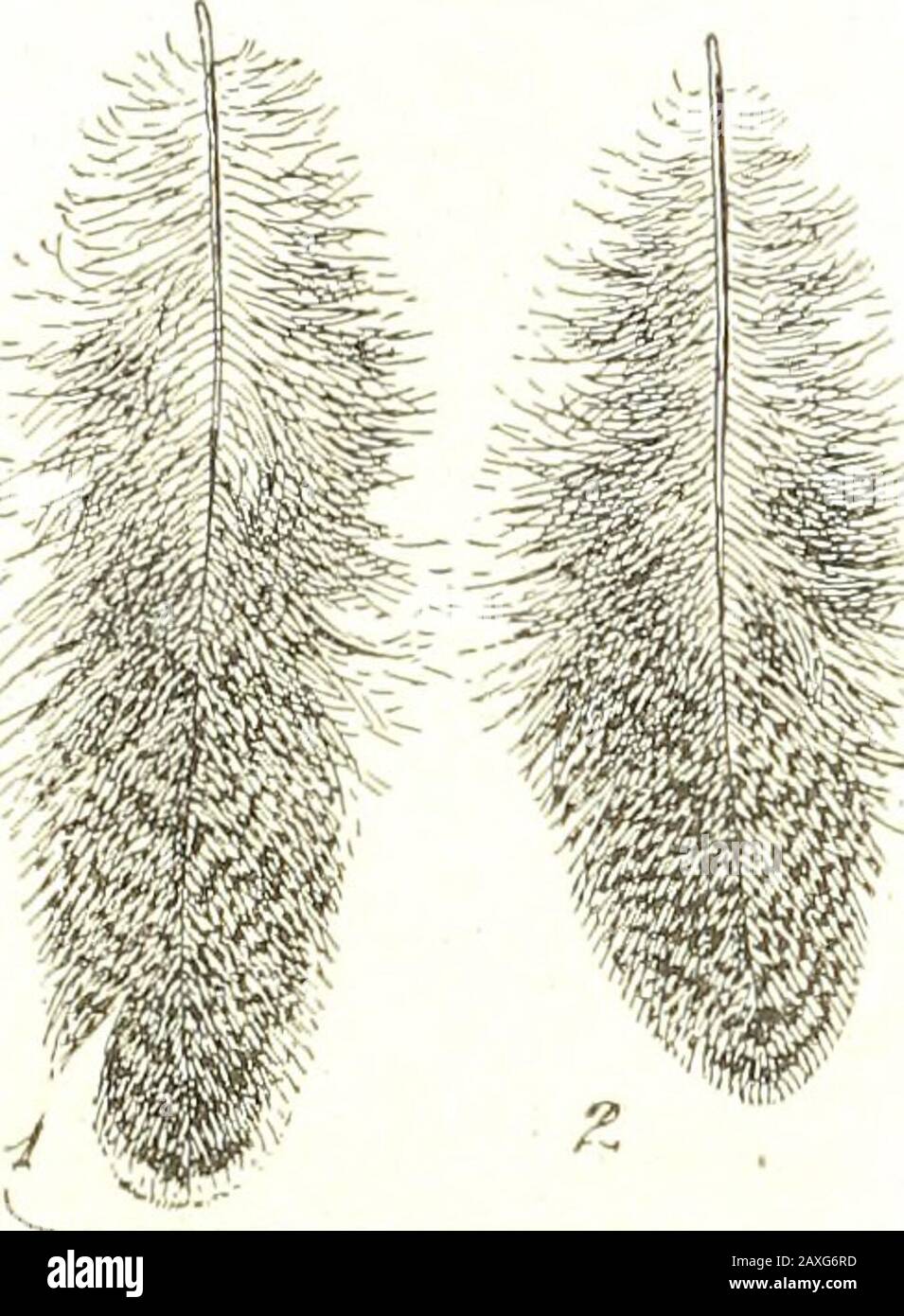 The Asiatics; Brahmas, Cochins and Langshans, all varieties, their ...