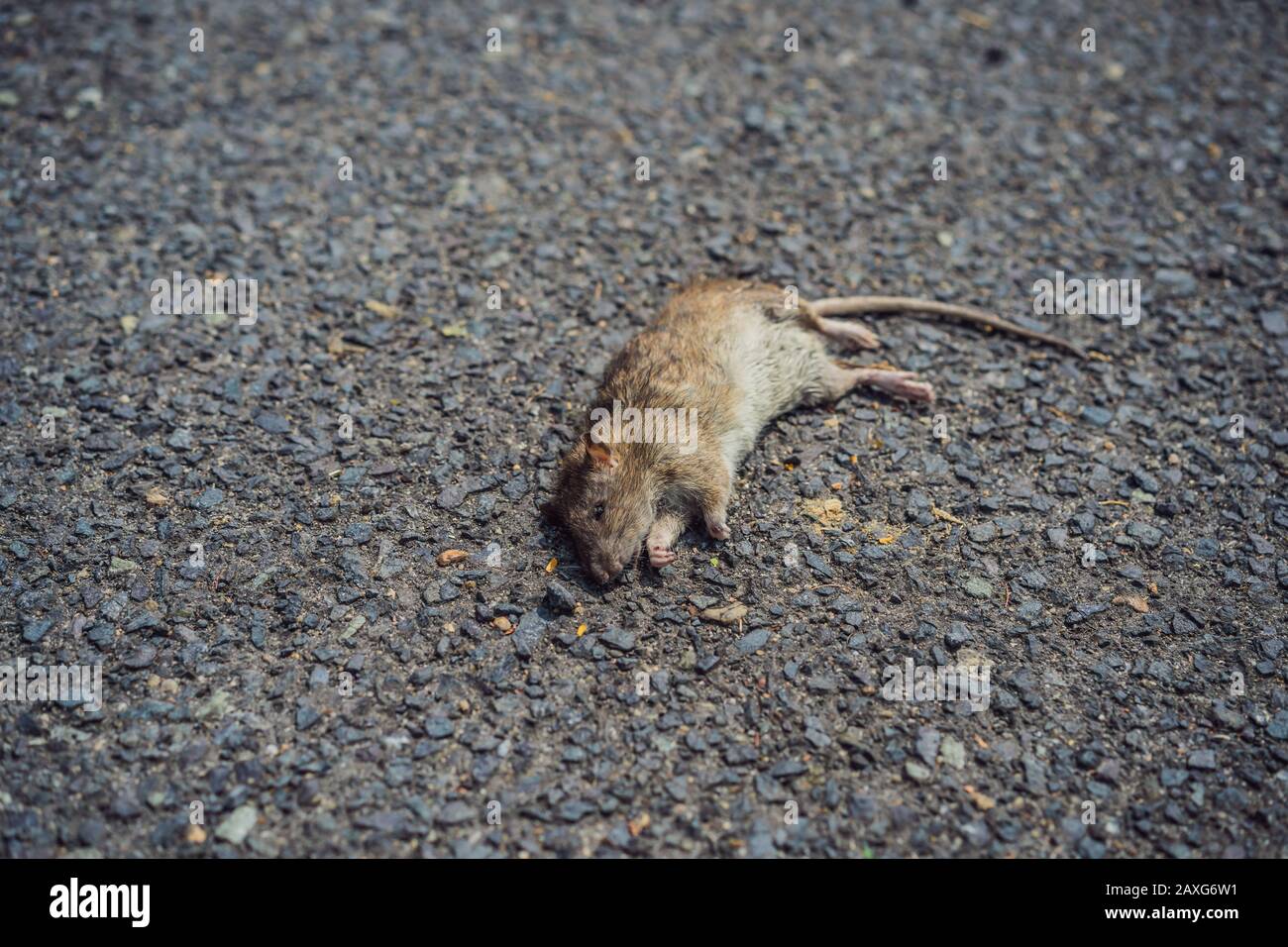 Dead rat on the pavement in the city Stock Photo - Alamy