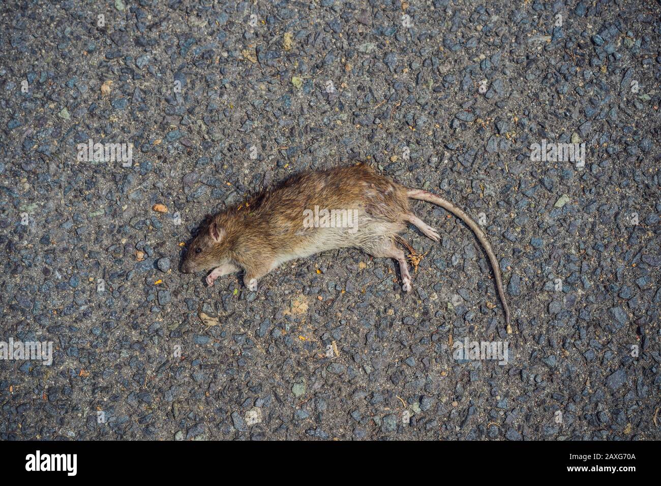 Dead rat on pavement hi-res stock photography and images - Alamy