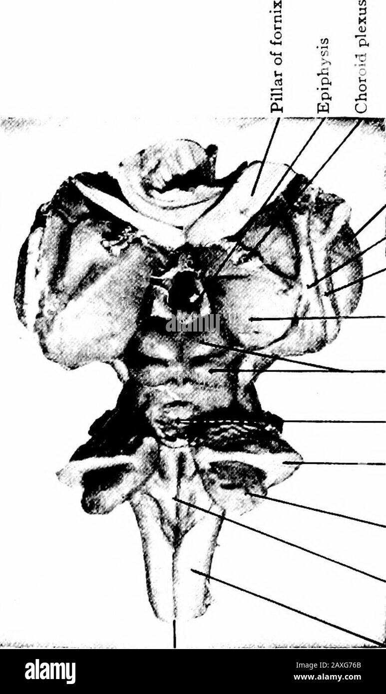 Decussate hi-res stock photography and images - Alamy