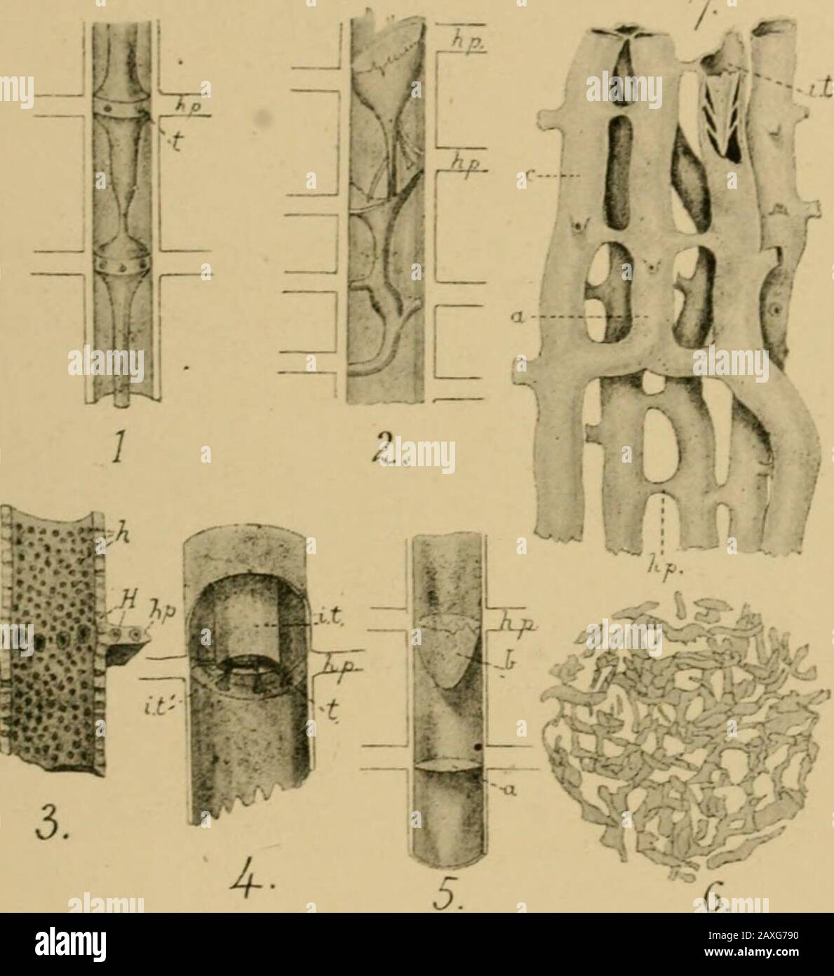 Syringopora hi-res stock photography and images - Alamy