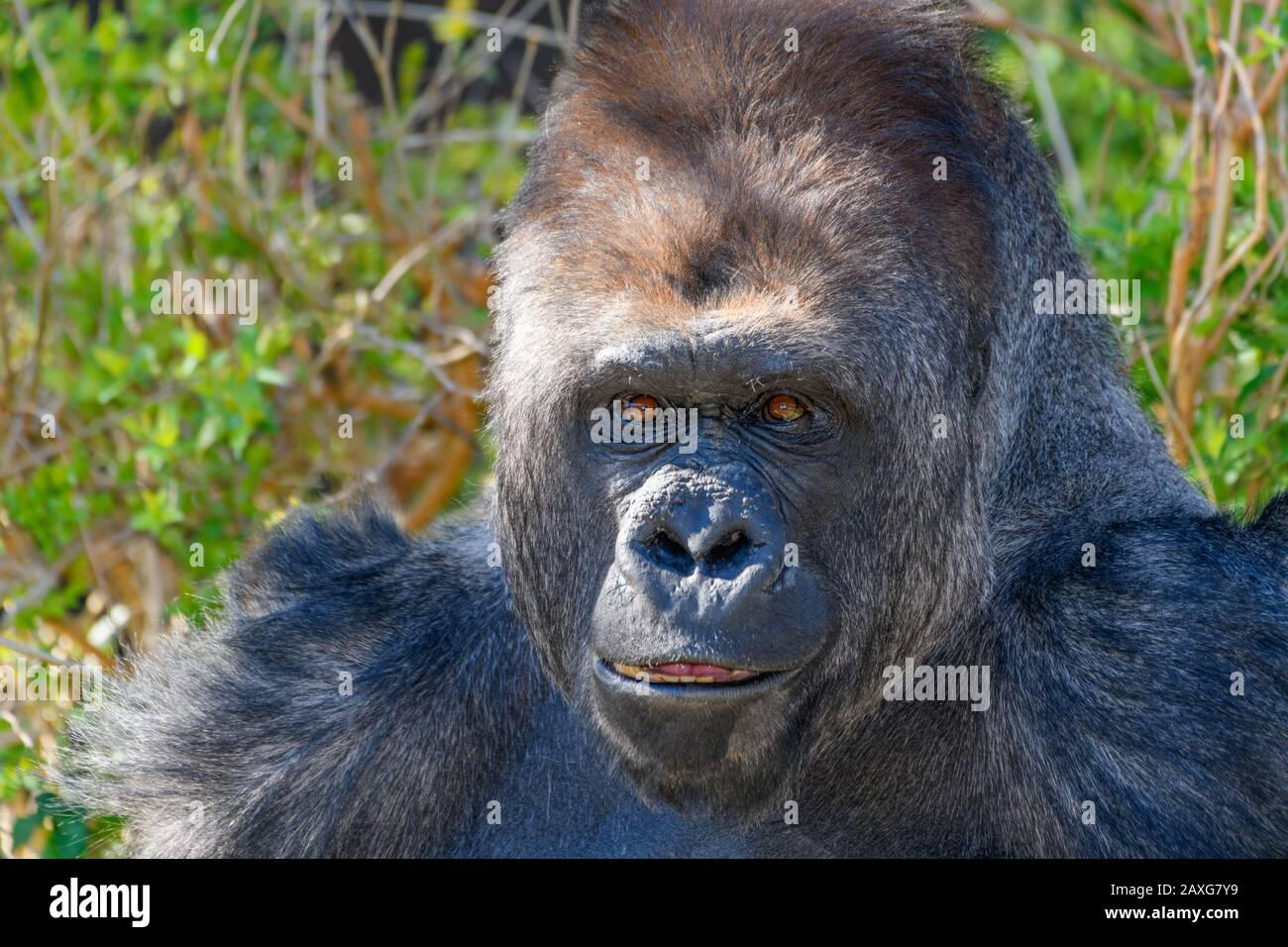 Gorilla Smiling