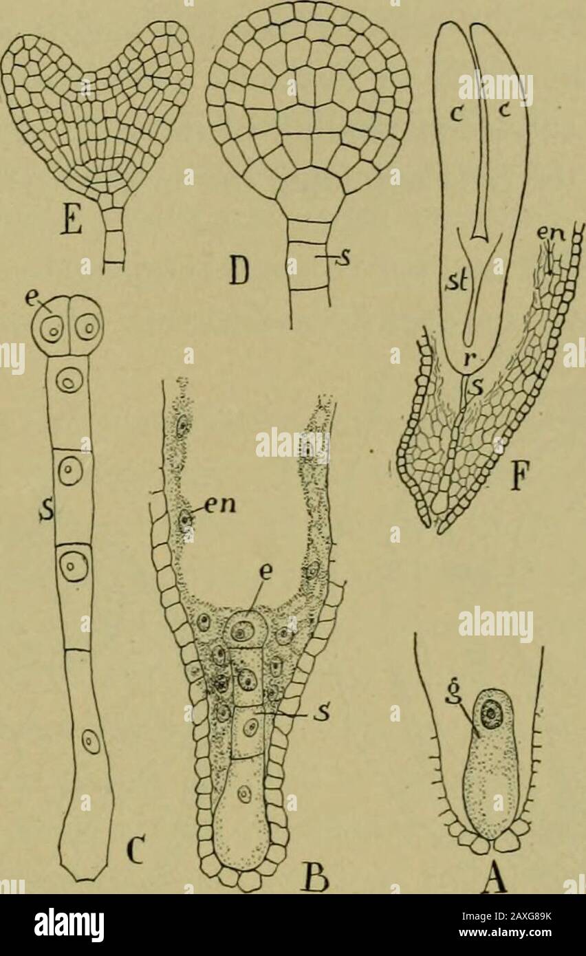 Nature and development of plants . mi, micropyle; s, stigma; f ...