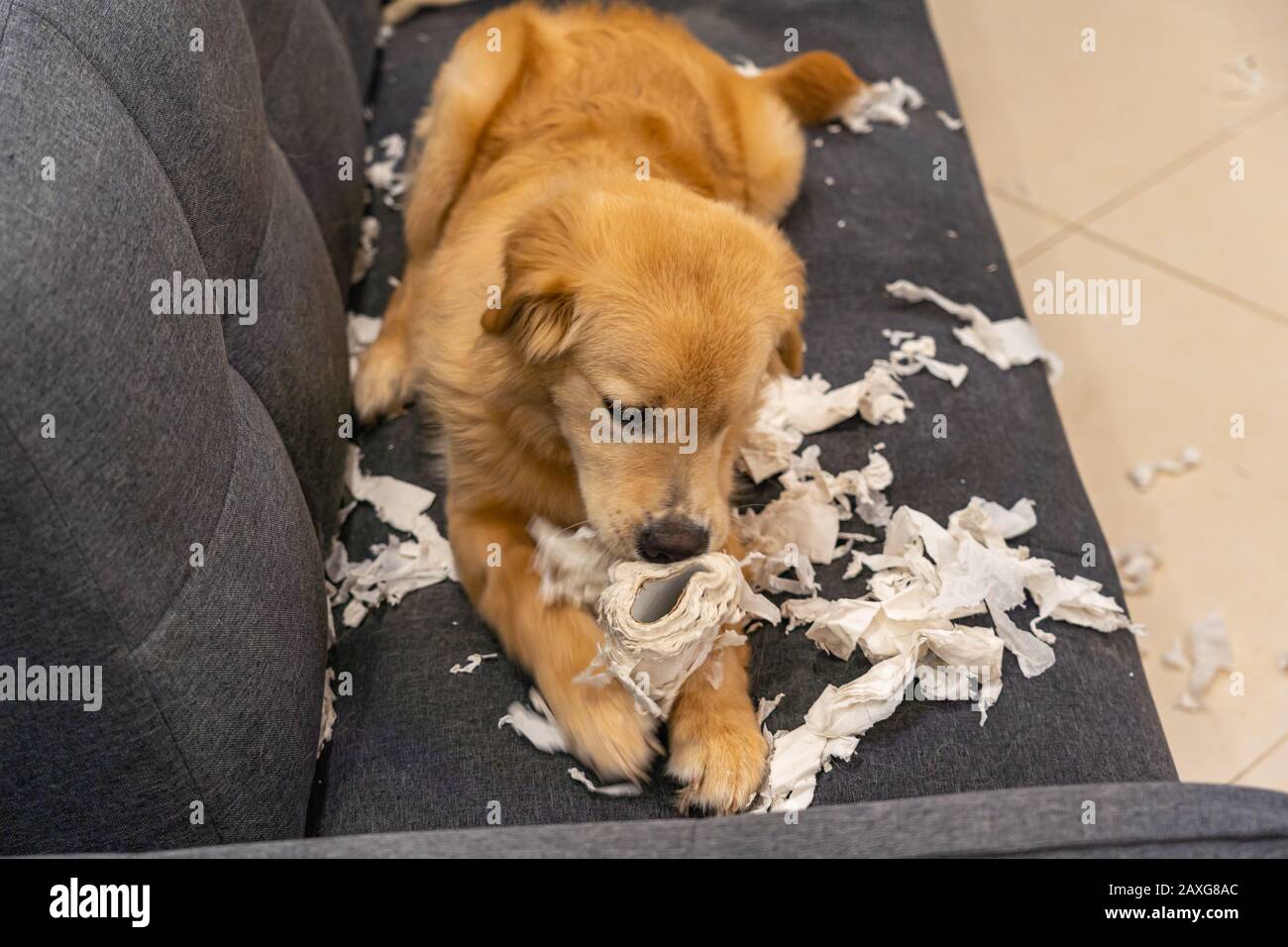 Naughty golden retriever puppy dog bite tissue paper on sofa Stock ...