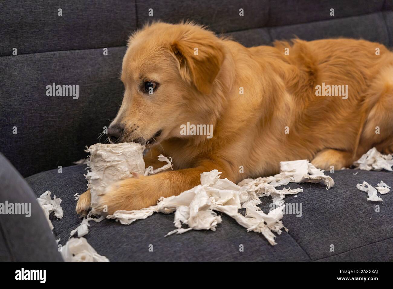 Dog toilet paper hi-res stock photography and images - Alamy