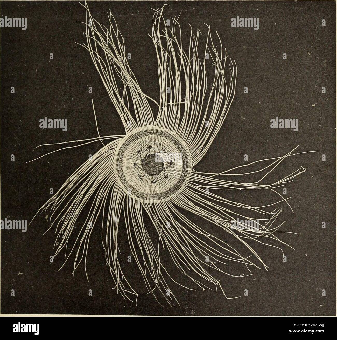 Heliotype hi-res stock photography and images - Alamy