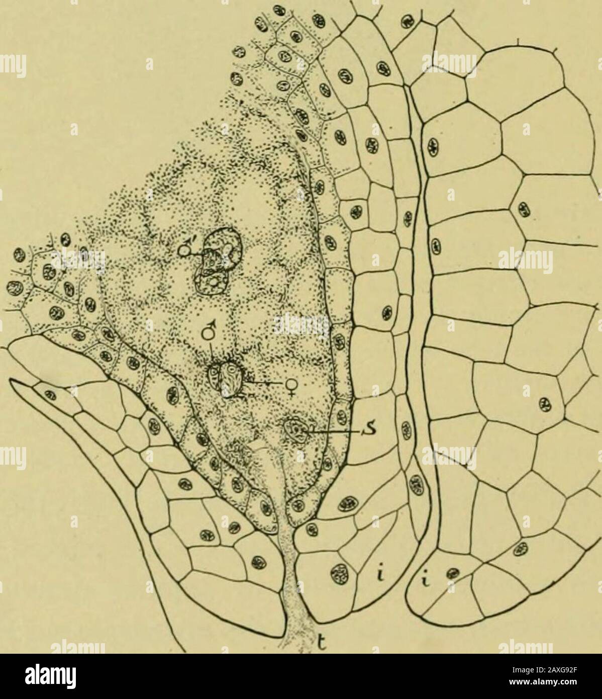 Stigma cells hi-res stock photography and images - Alamy