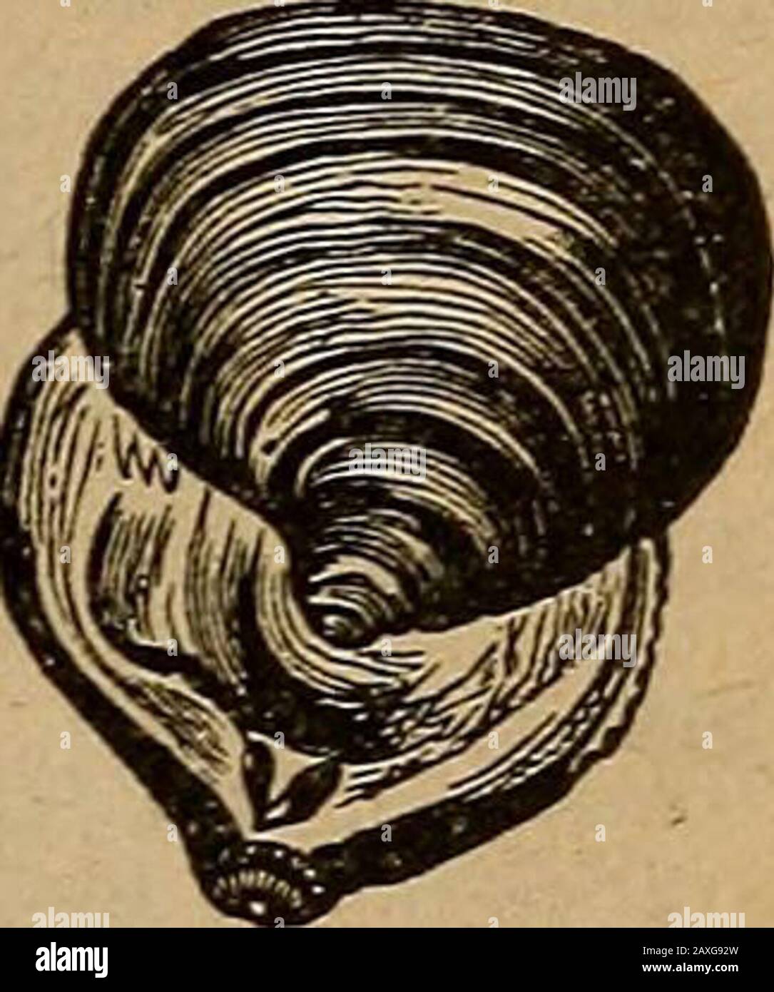 Bittacle hi-res stock photography and images - Alamy