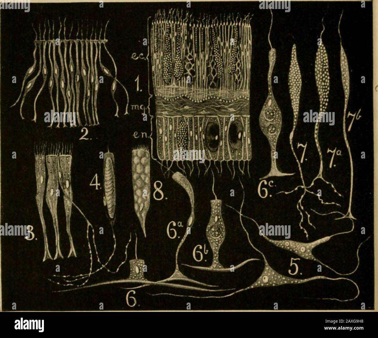 Stomodaeum hi-res stock photography and images - Alamy