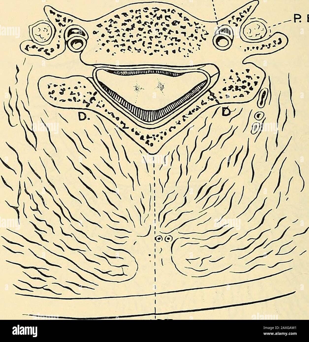 A manual of operative surgery . PS. -L.S. FIG. 303.—TRANSVERSE SECTION ...