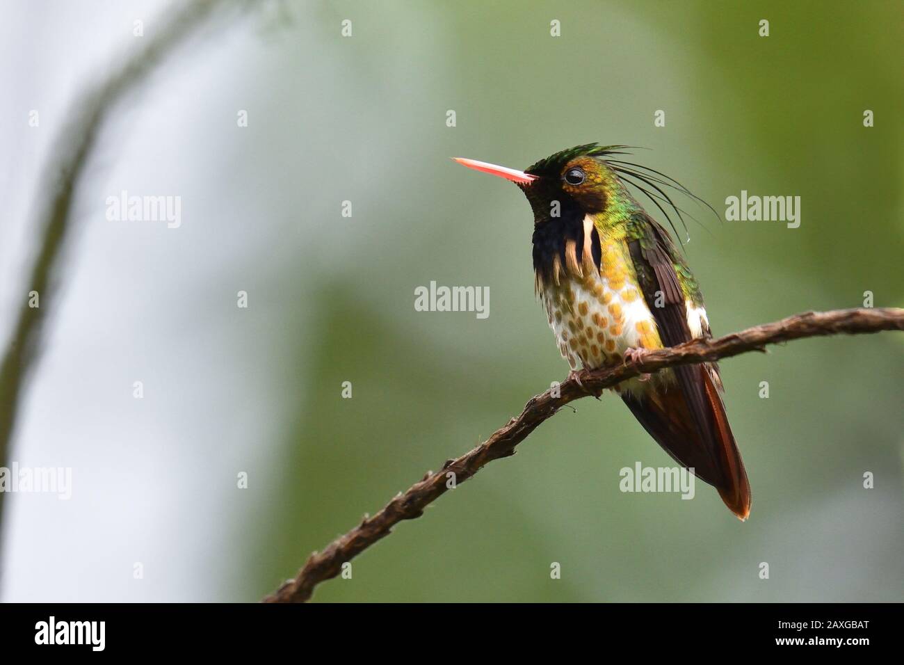 Black Crested Hummingbird