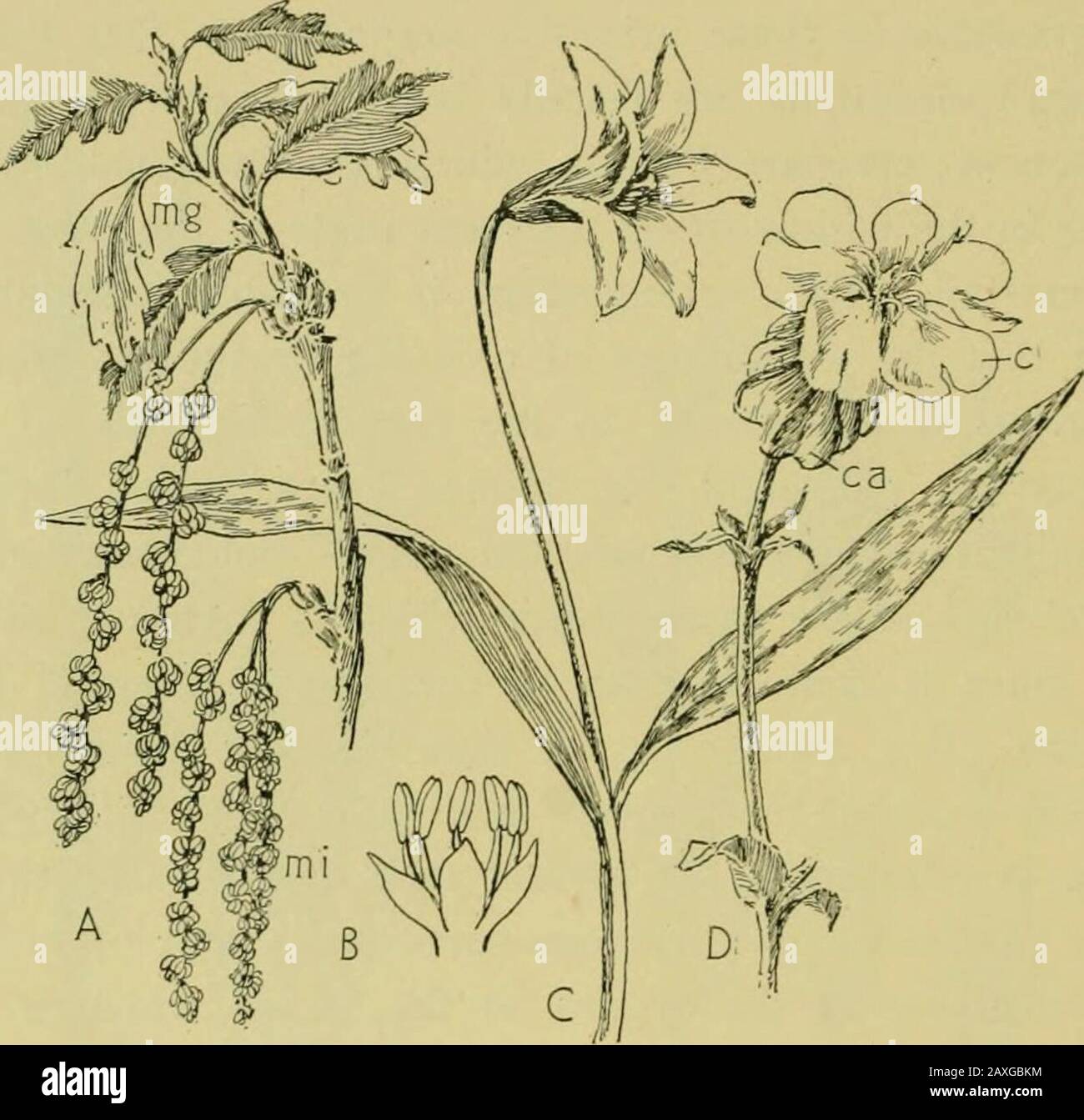 Nature and development of plants . porophylls are ready to receivethem ...