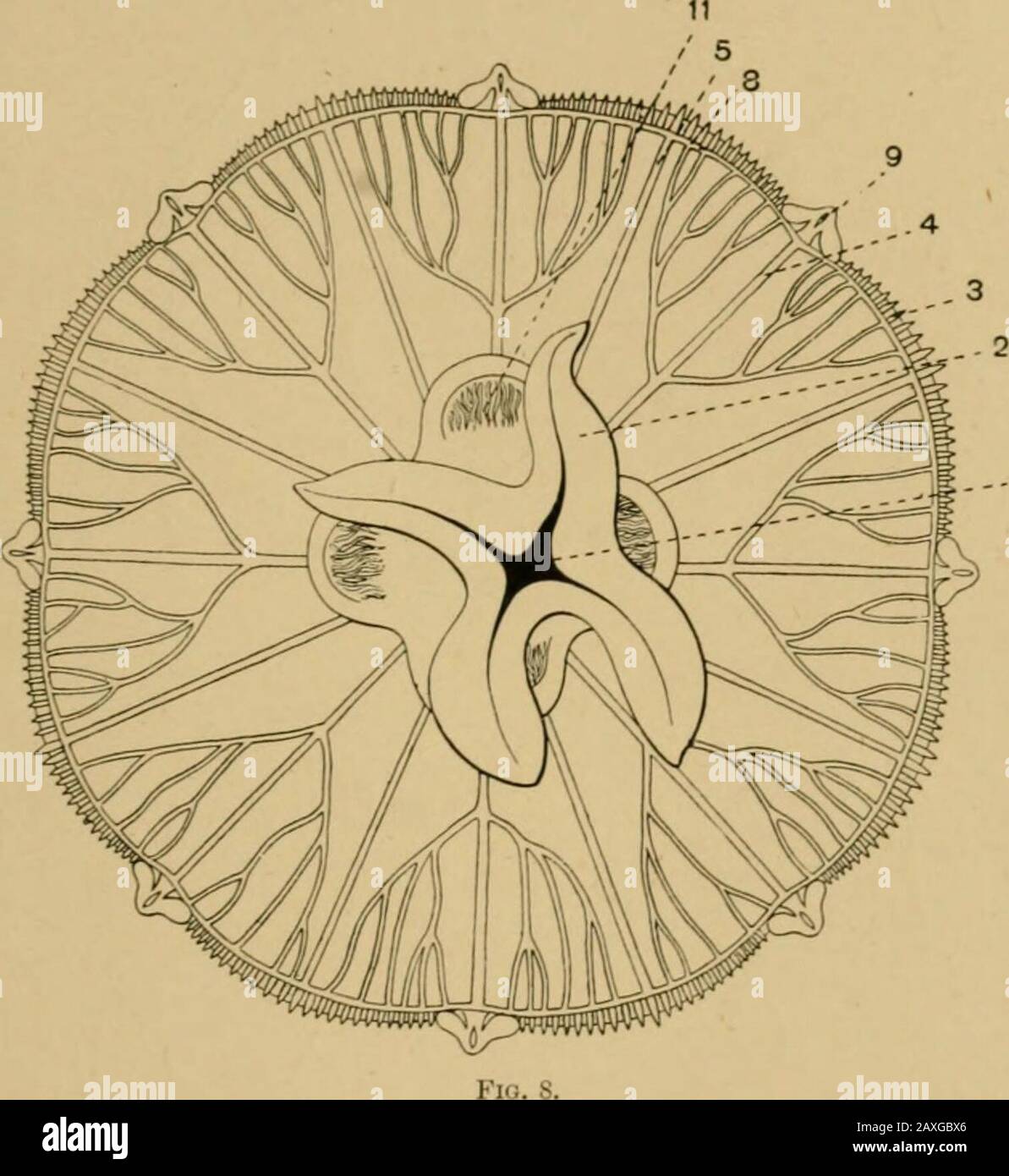 The porifera and coelentera . THE SCYPHOMEDUSAE 69 ments thus indicated ...