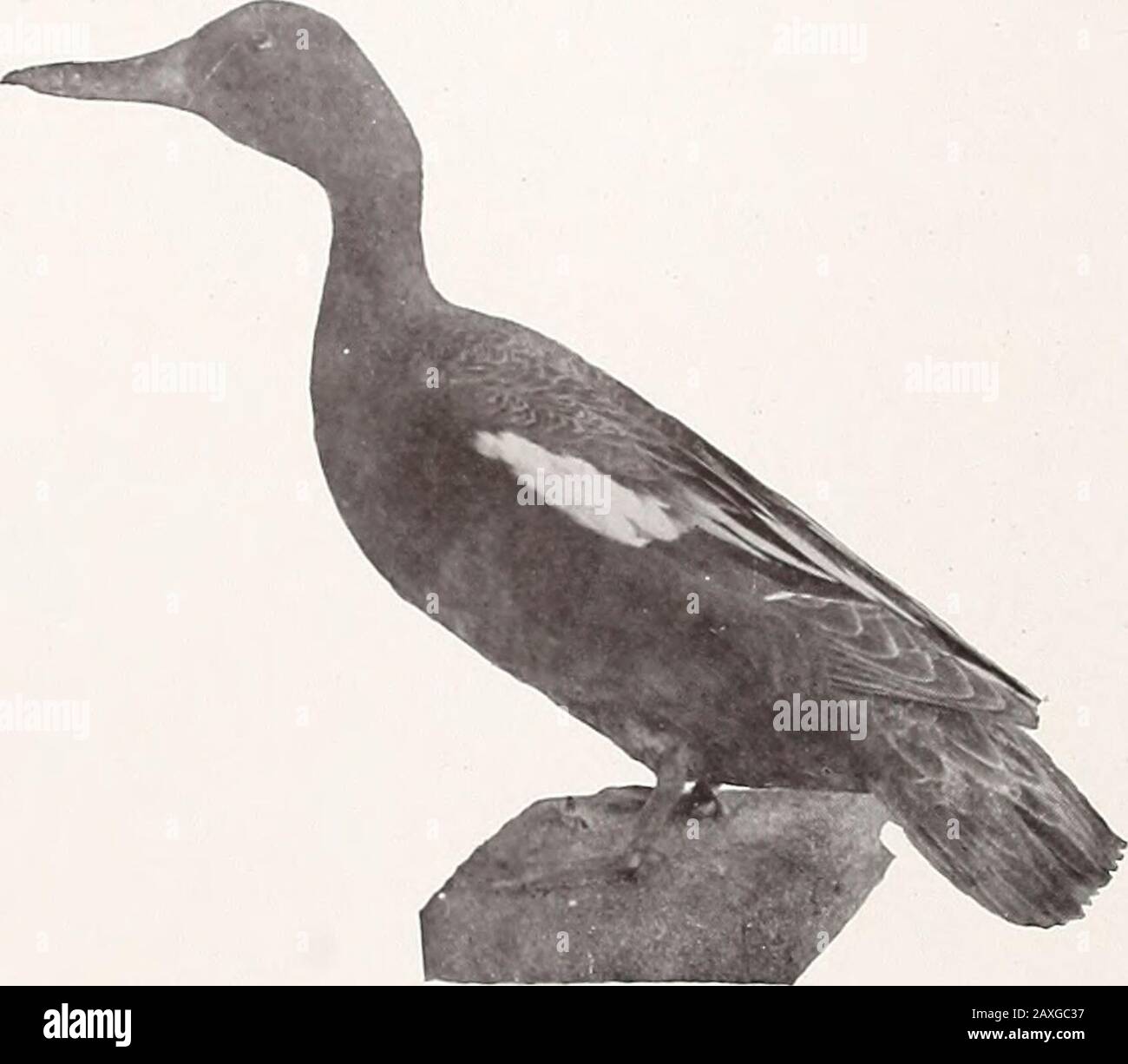 Annual report . -iTiountains but is purelyaccidental in the ...
