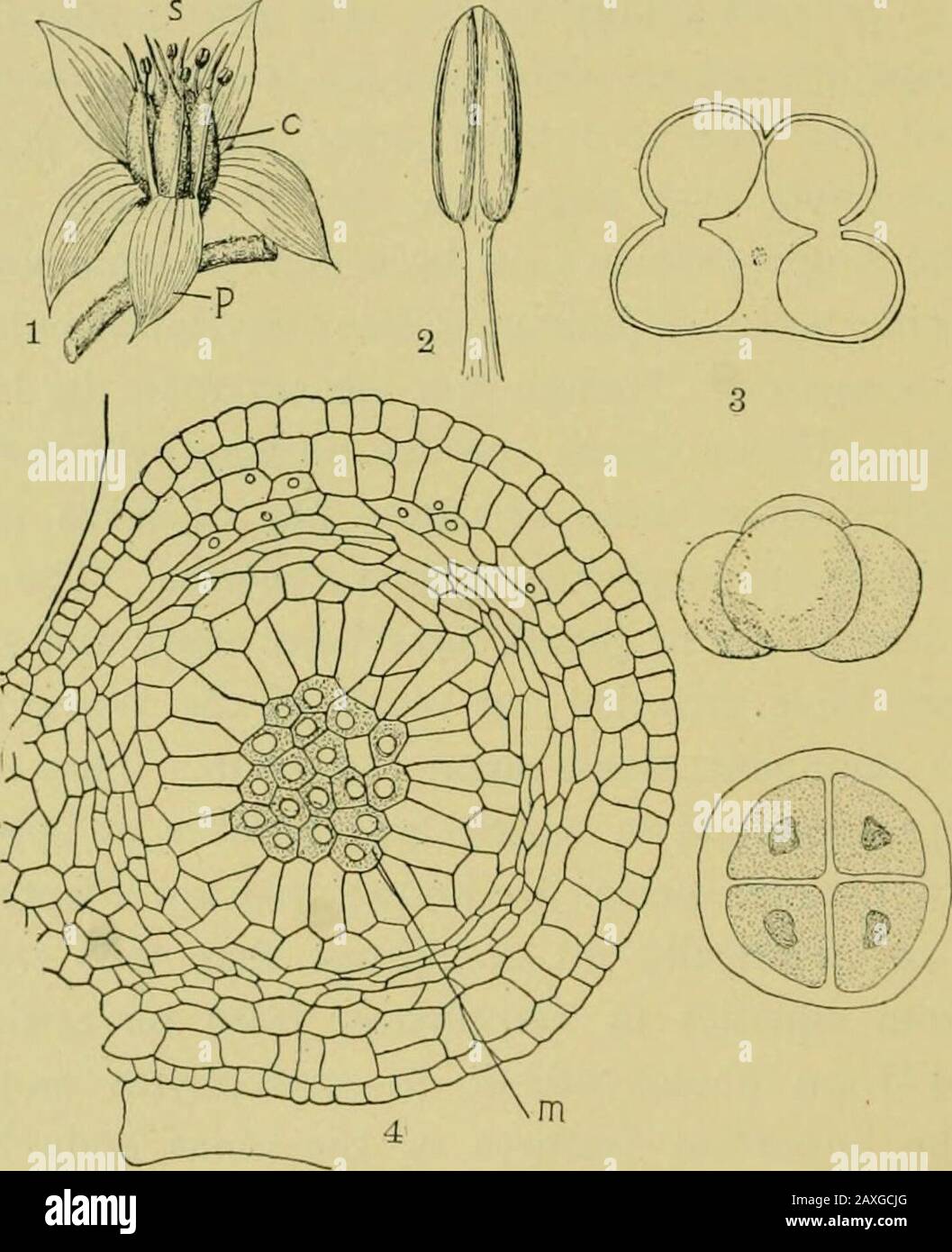 Angiosperm Structure