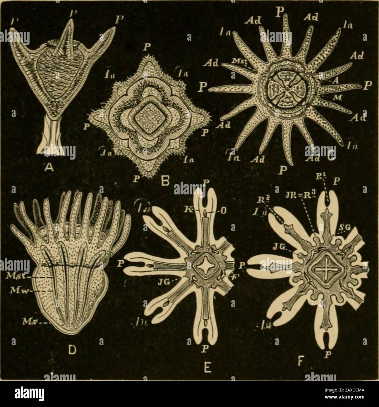 The porifera and coelentera . aboral ends. In a few cases eight ...