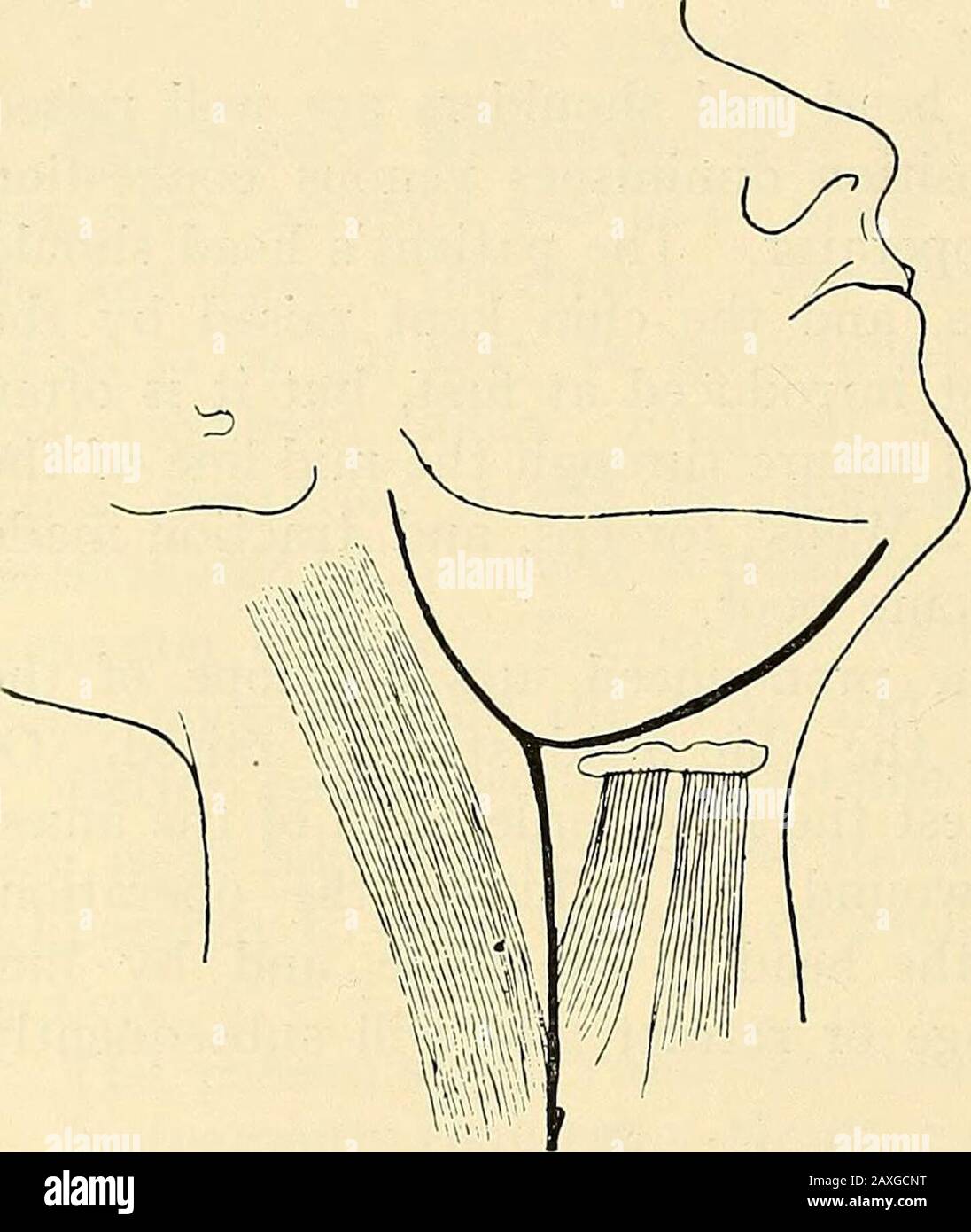 A manual of operative surgery . e jaw. The submaxillary triangle has ...