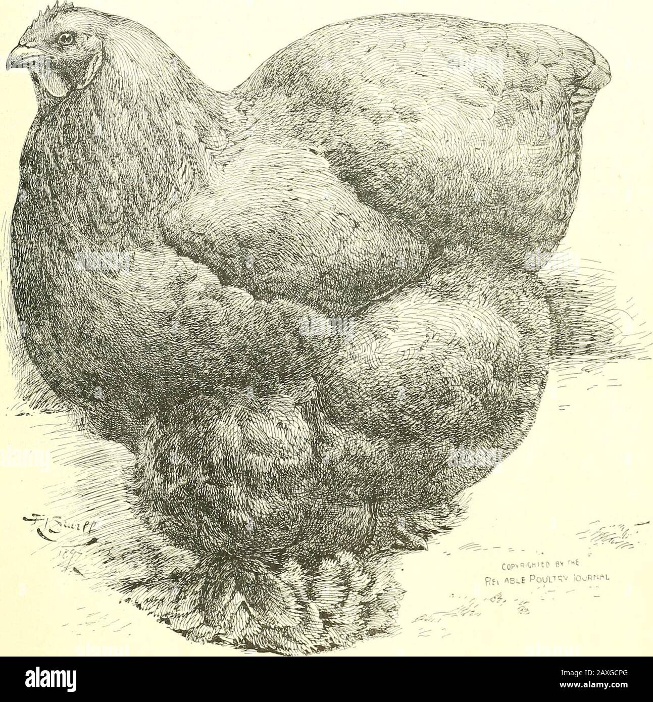 The Asiatics; Brahmas, Cochins and Langshans, all varieties, their ...