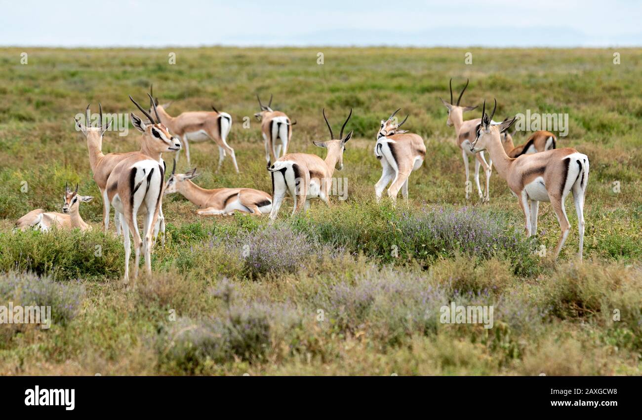 Herd of Thomson's gazelle resting on the African savanna Stock Photo ...