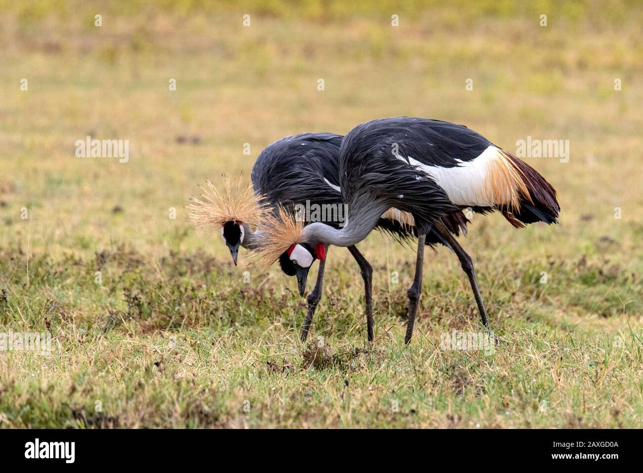 Golden crested crane hi-res stock photography and images - Alamy
