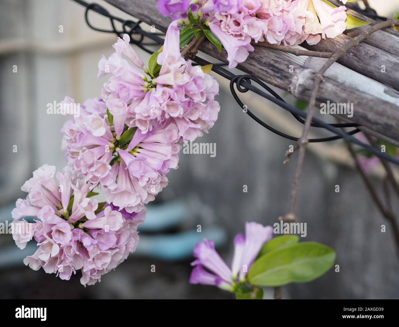 Garlic Vine Plants growing woody climbing vine with beautiful flowers ...