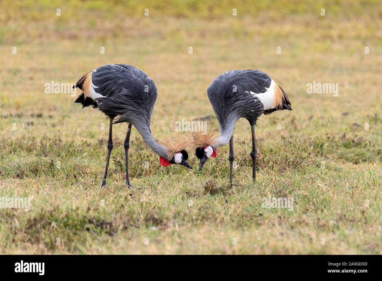 Grey Crowned Crane Stock Photo - Alamy