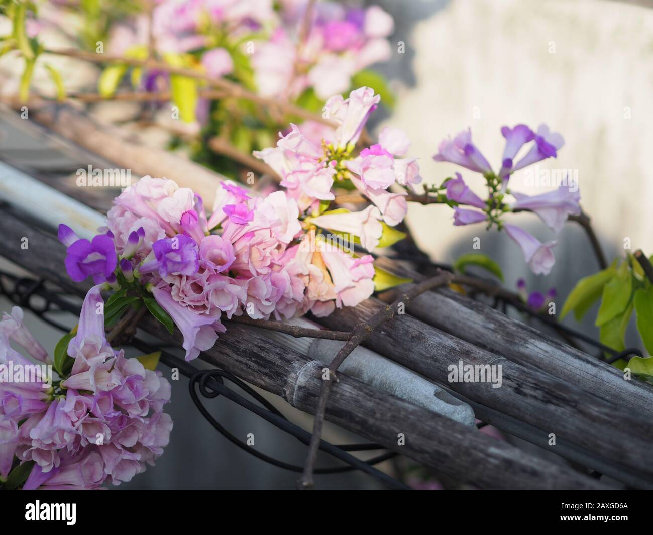 Garlic Vine Plants growing woody climbing vine with beautiful flowers ...