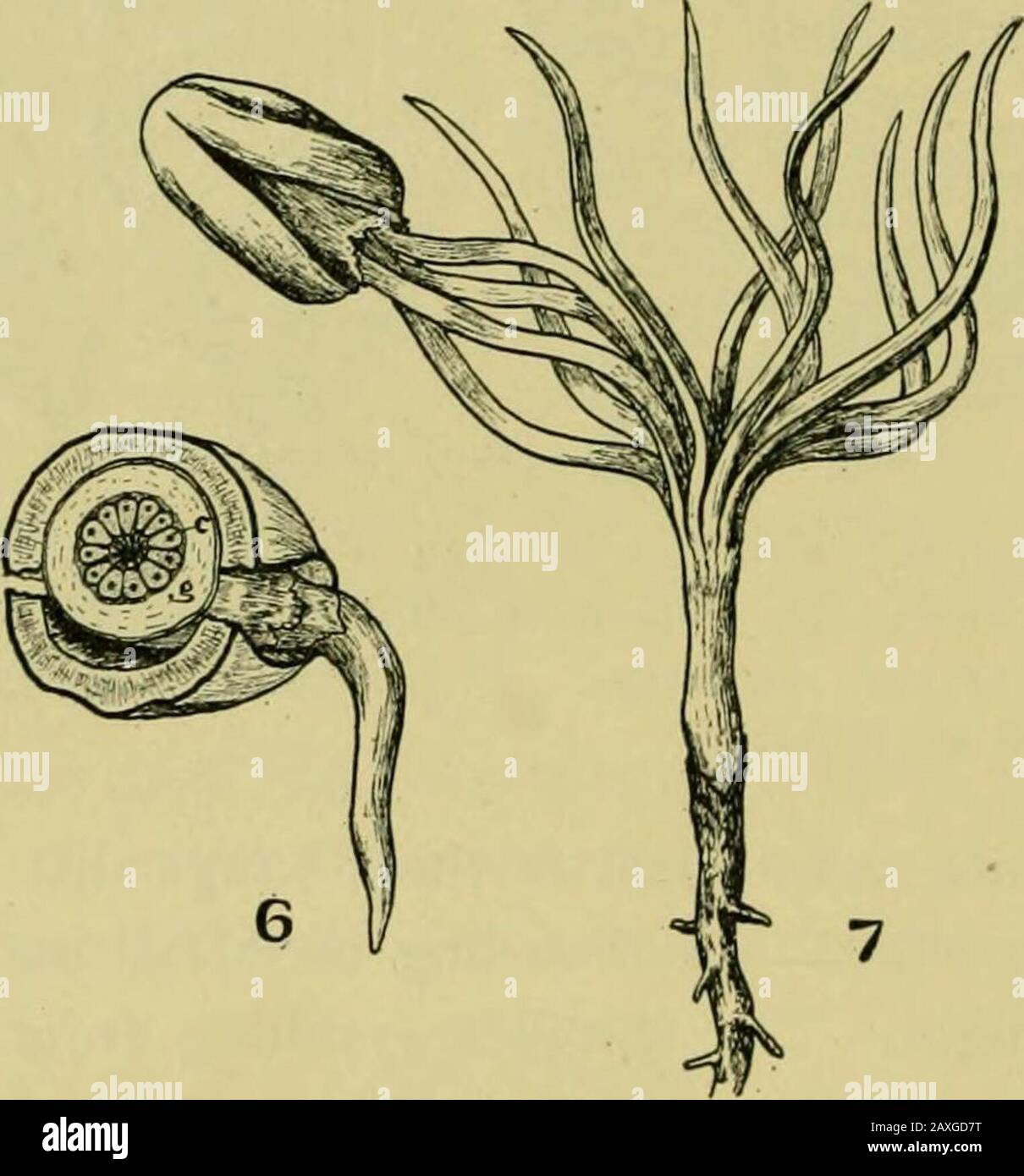 Scattering birds hi-res stock photography and images - Alamy