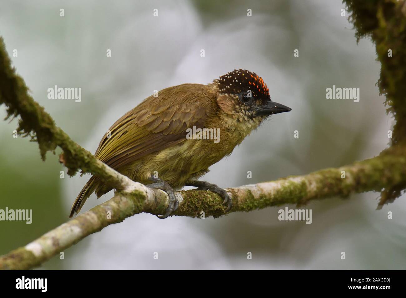 Ecuador Woodpeckers High Resolution Stock Photography and Images - Alamy