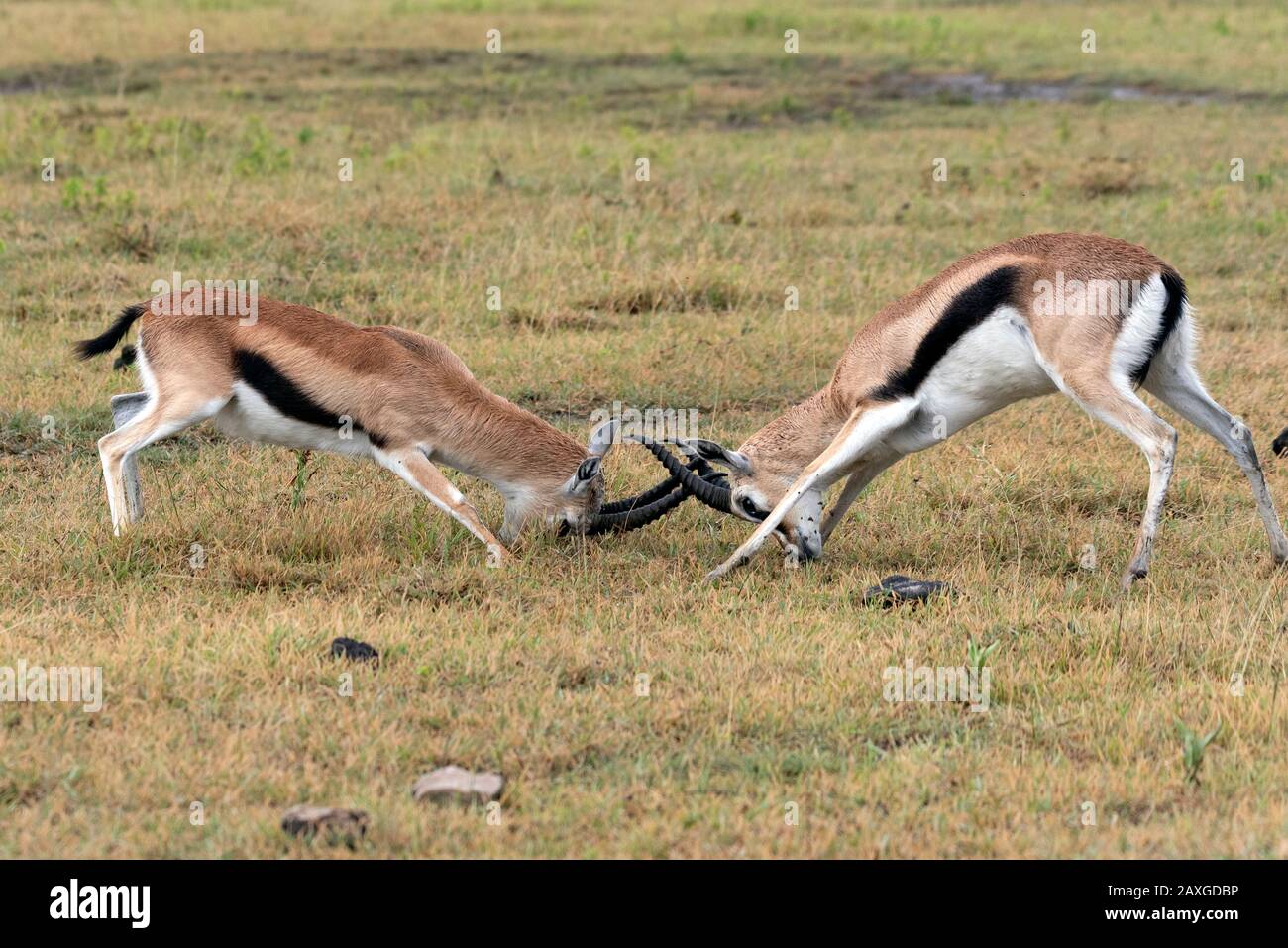 Thomson gazelles sparring hi-res stock photography and images - Alamy