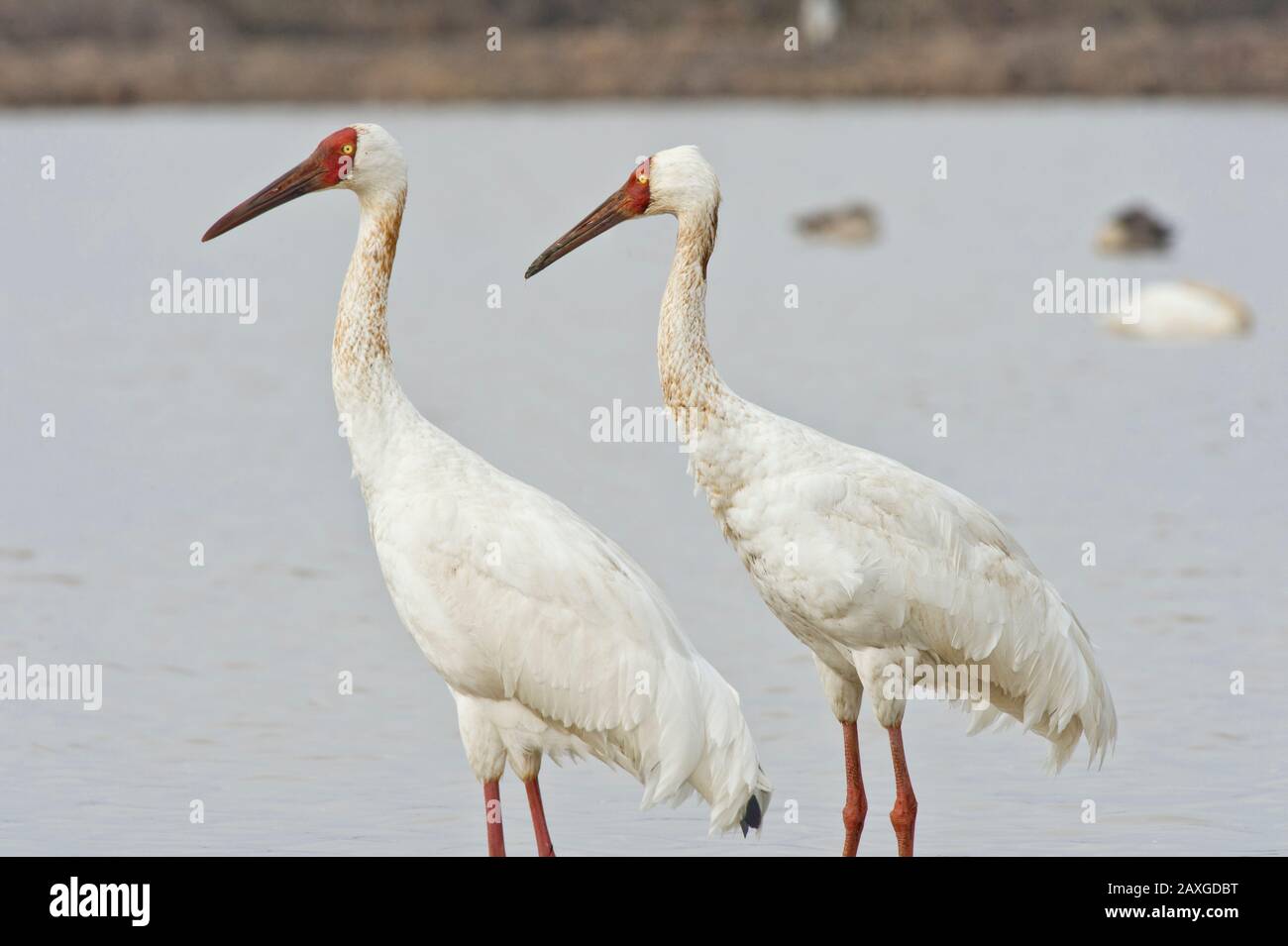 Pair of siberian cranes hi-res stock photography and images - Alamy