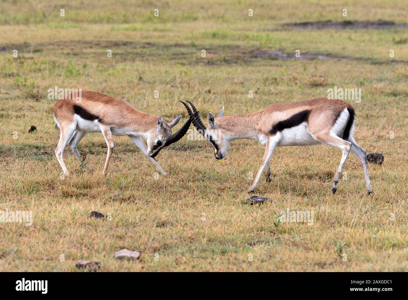 Playful Thomson's Gazelle practicing their fighting Stock Photo - Alamy