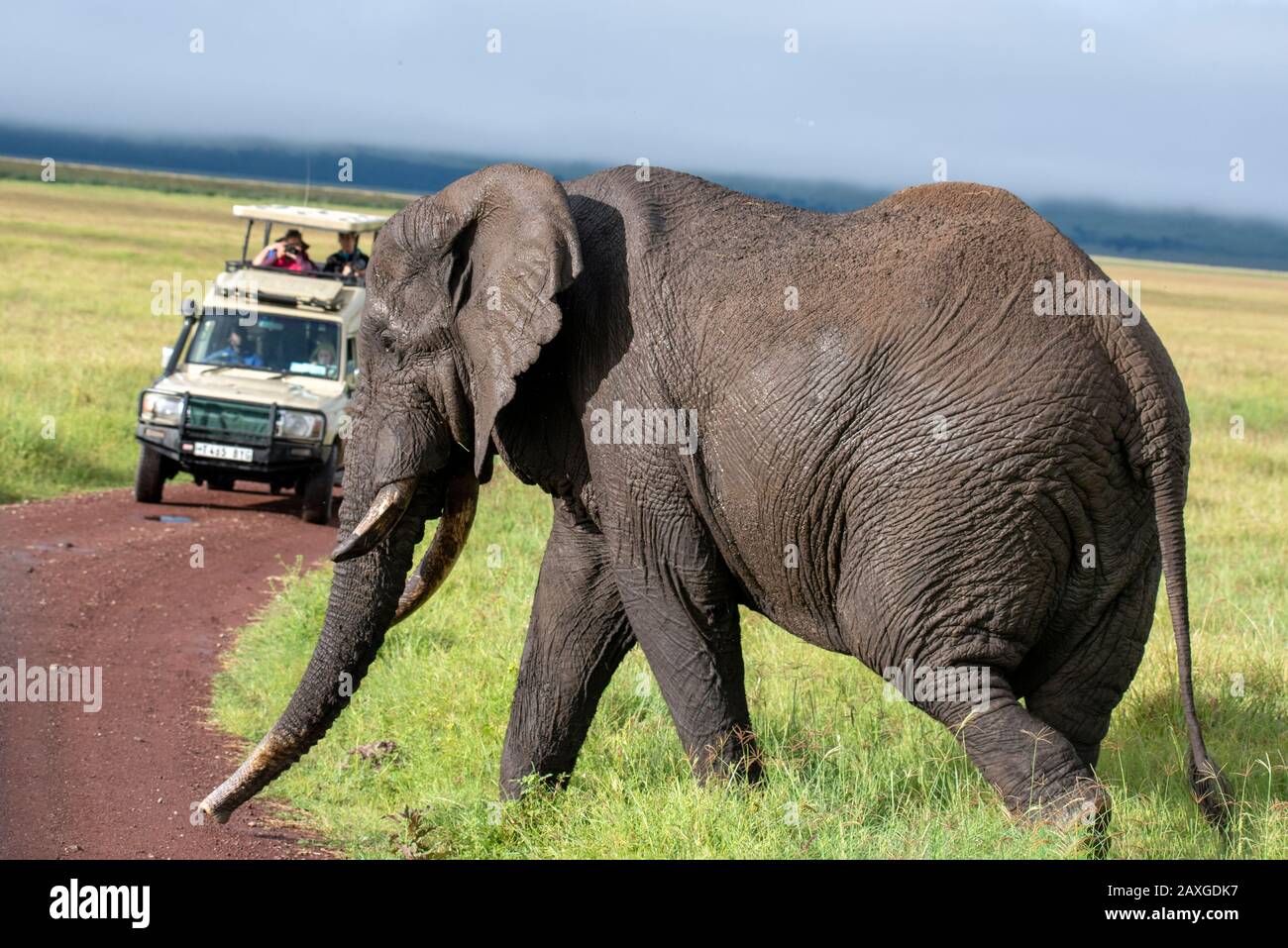 Elephant walking in front of safari vehicle Stock Photo - Alamy