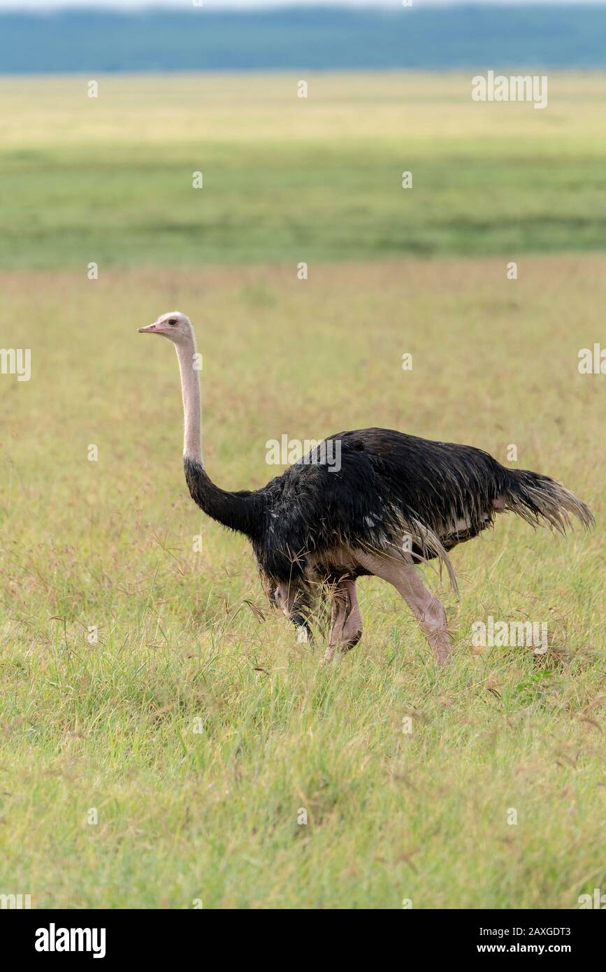 Heavy rains the night before has soaked this poor Ostrich Stock Photo ...