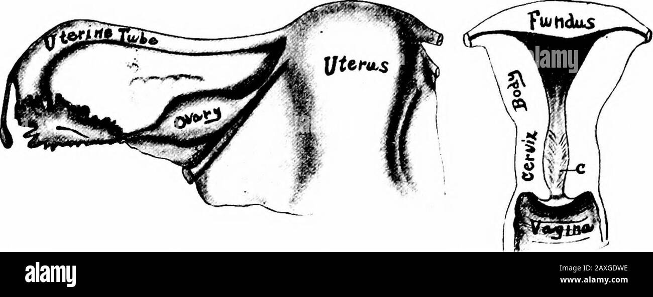 Fundus of uterus Black and White Stock Photos & Images - Alamy