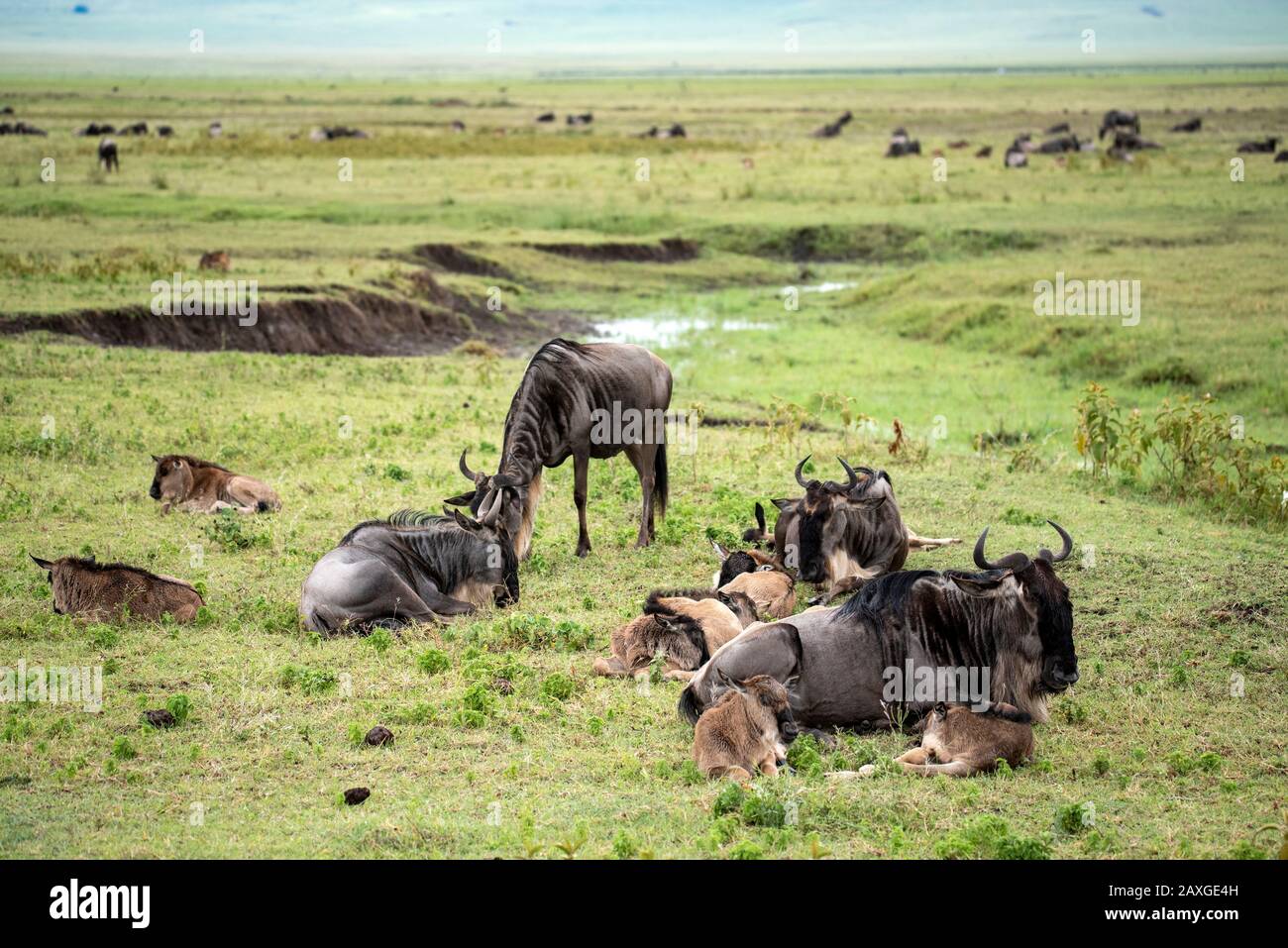 Wildebeest family with new born calves. On the plains of the Ngorongoro ...