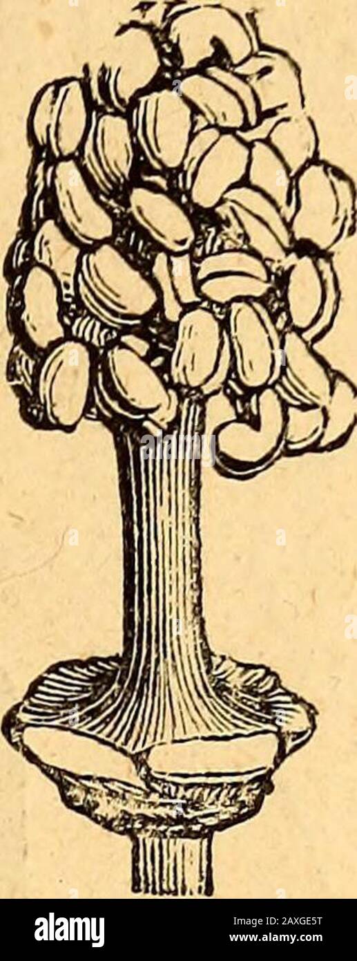 Didynamous hi-res stock photography and images - Alamy