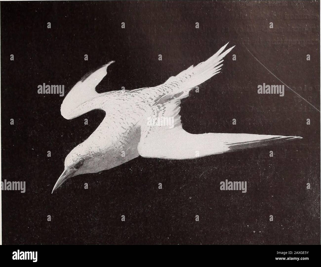 Long tapering tail feathers hi-res stock photography and images - Alamy