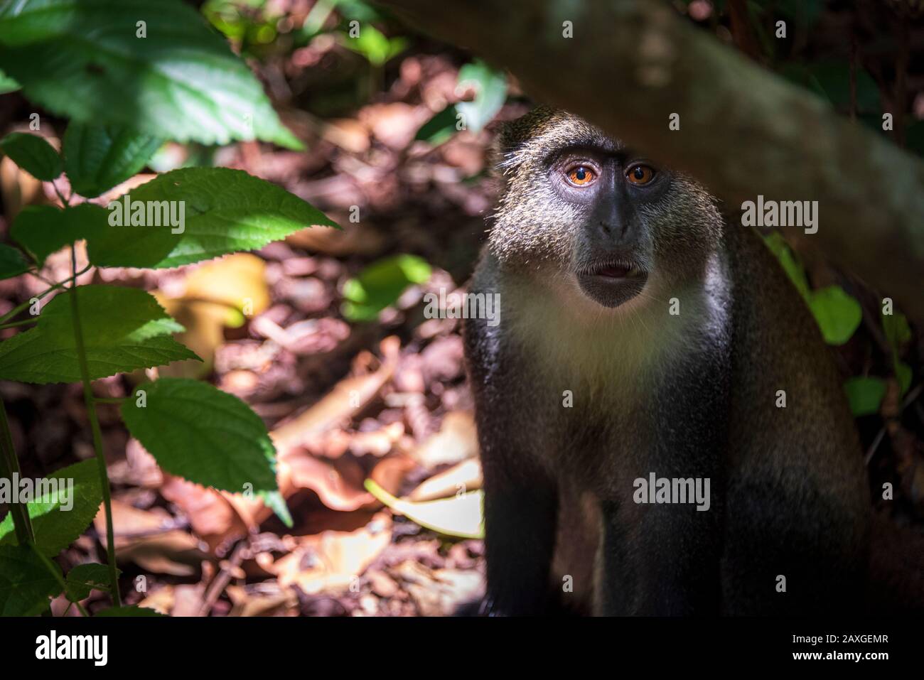 Sykye's monkey looking out from the shadows under the tree Stock Photo ...