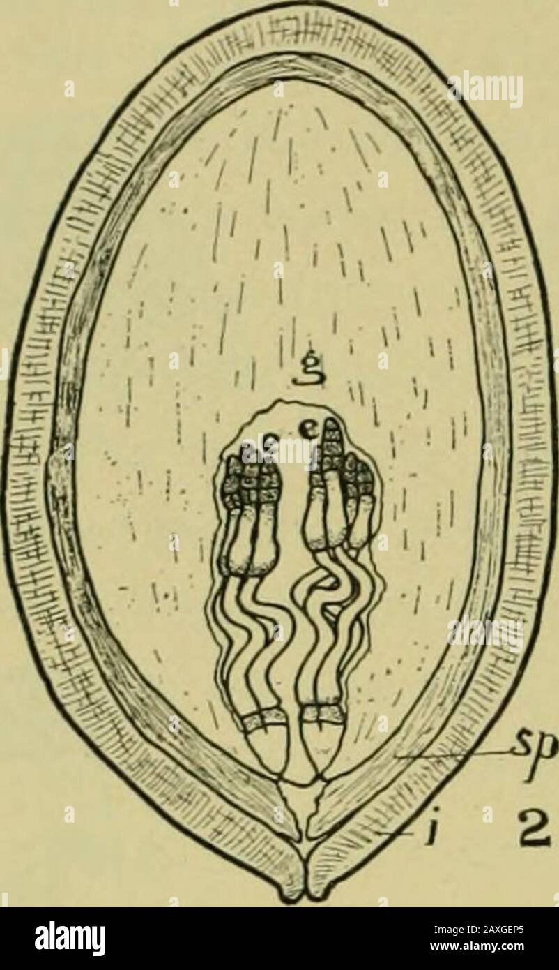 Nature and development of plants . y two cells in this sectional view ...