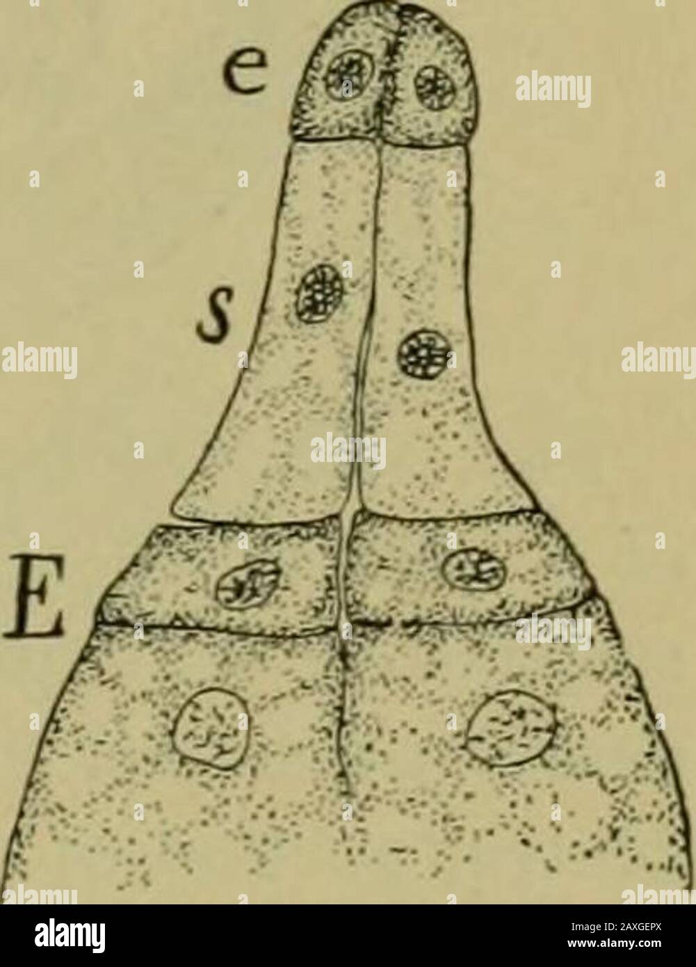 Nature and development of plants . Fig. 255. Development of the pro ...