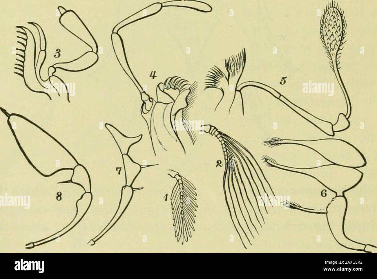 Pectinate leaf hi-res stock photography and images - Alamy