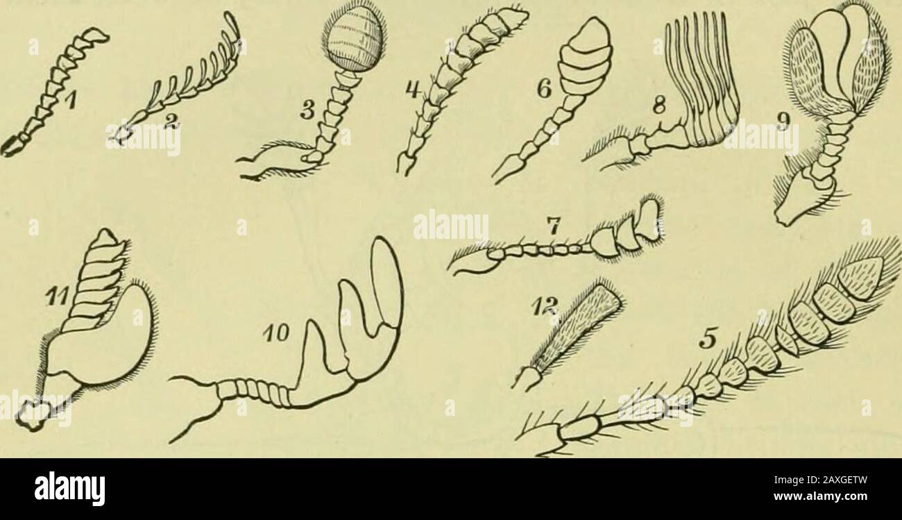 Pro tibia hi-res stock photography and images - Alamy