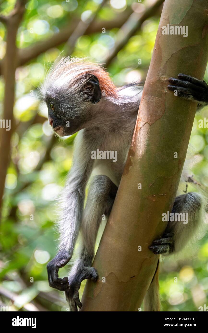Red Colobus monkey clinging to the tree Stock Photo - Alamy