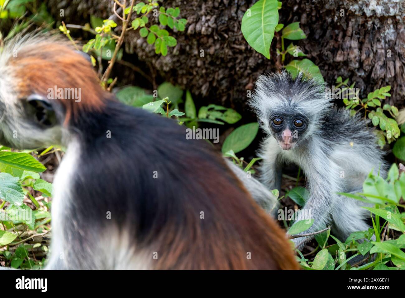 Baby Red Colobus monkey being guided to safety by his mother Stock ...