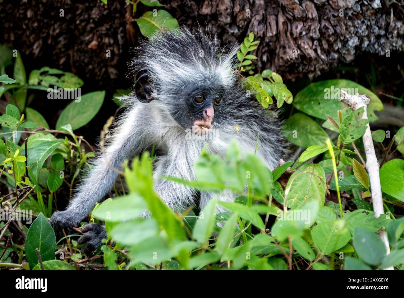 Types of monkeys in zanzibar hi-res stock photography and images - Alamy