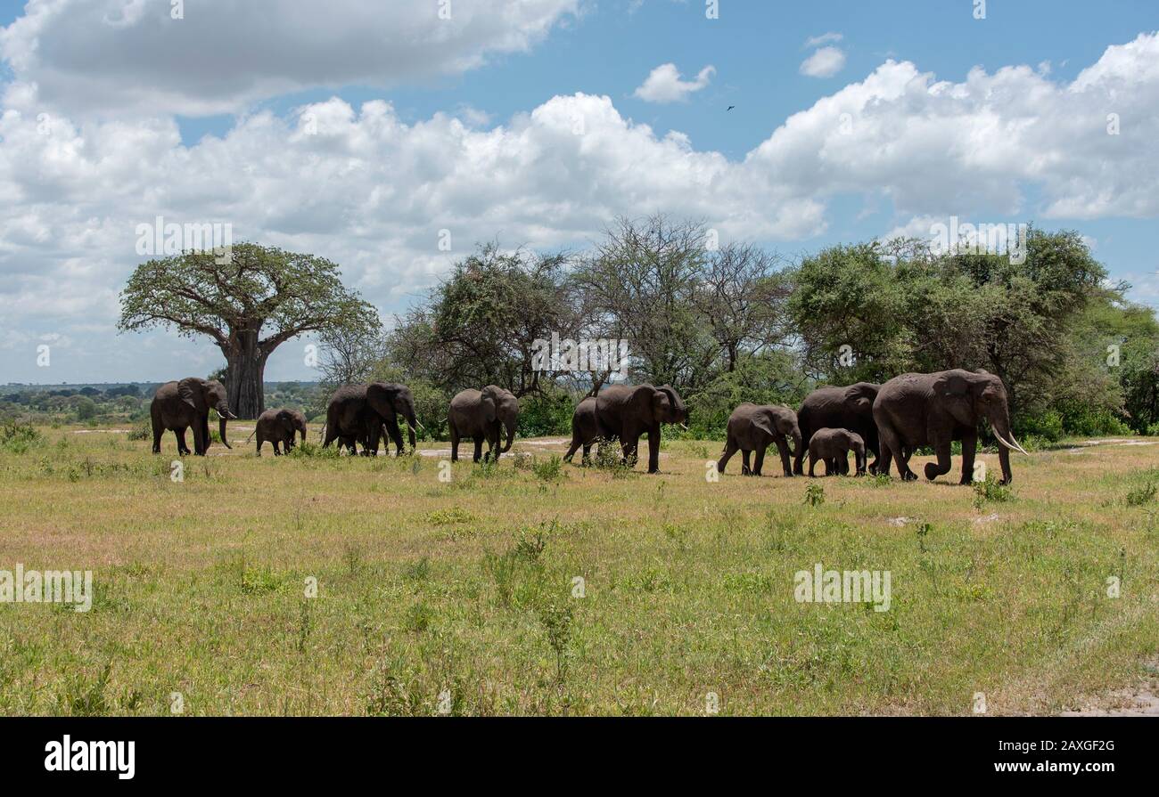 Herd of Elephants on the Tarangire savanna. An iconic Boab tree is on ...